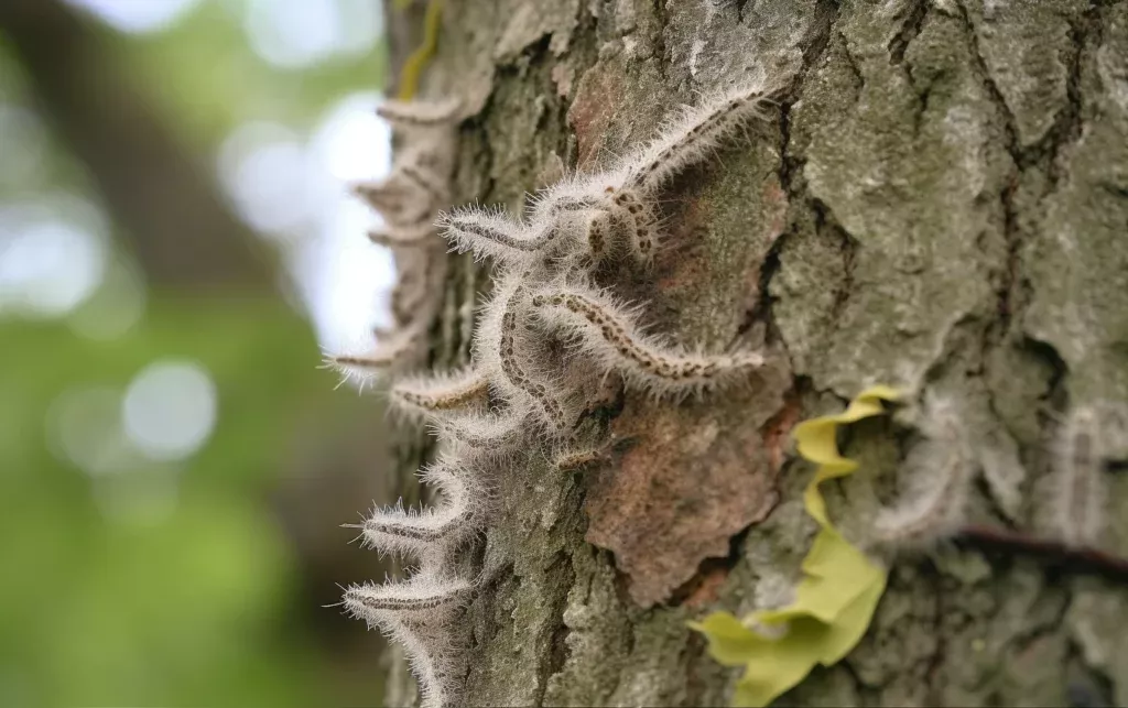 Eichenprozessionsspinner in Leipzig-Wiederitzsch - Bitte melden!
